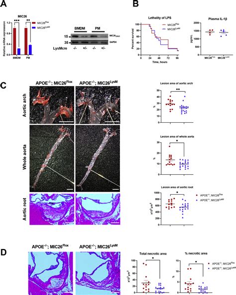 Macrophage Specific Deletion Of Mic26 Apoo Mitigates Advanced