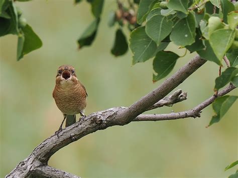 干潟にて モズその4 コバの野鳥撮影雑記