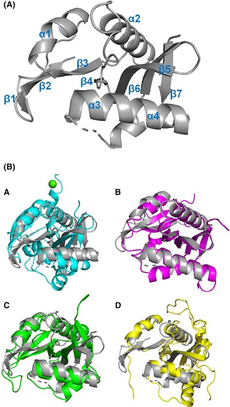 A Overall Structure Of Shkat Predicted By Rosettafold B Download Scientific Diagram