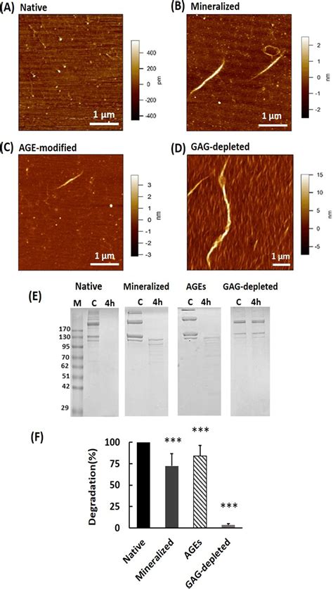 Afm Analysis Of Collagen Fibrils Following Degradation By Catk A D