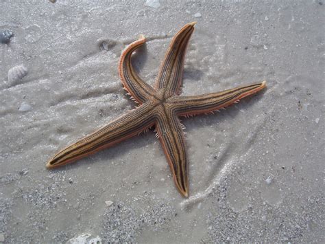 Fotos Gratis Playa Agua Naturaleza Arena Oceano Ala Verano
