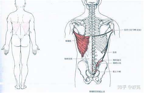 新手必看健身小白如何练背 知乎