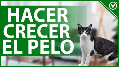 Cuánto tarda crecer pelo gato Fold Escoces Blog de ADOPTA un Animal