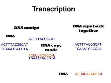 PPT What Is RNA Anyways How Is It Different Than DNA PowerPoint Presentation ID