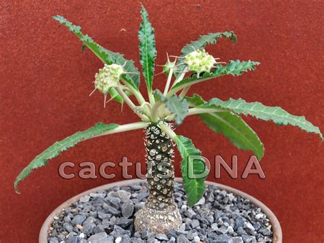 Dorstenia crispa v. crispa - C&J | Cactus DNA
