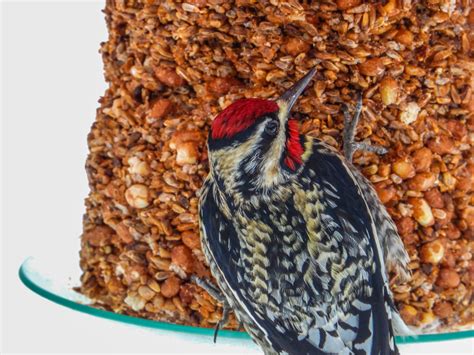 Ruby Crowned Kinglet Pauses Feederwatch