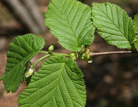 四季の山野草セイヨウハシバミ