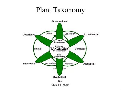 Ppt Plant Taxonomy Powerpoint Presentation Free Download Id1455437