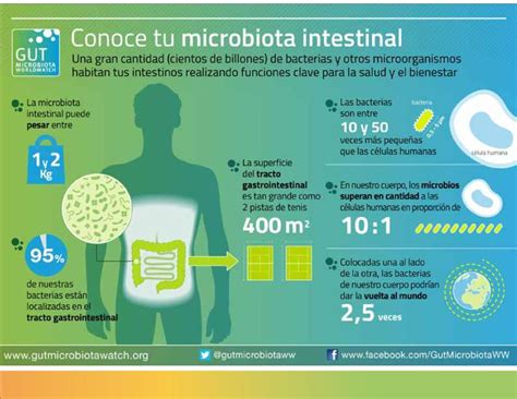 Microbiota Intestinal Que Es Cuales Son Sus Funciones Y Por Que Es