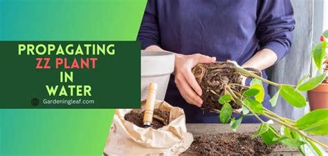 Propagating Zz Plant In Water Easy Tips Gardening News Tips And