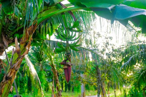 60 Closse Fotos De Stock Imagens E Fotos Royalty Free Istock