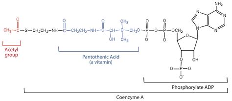 203 Overview Of Stage Ii Of Catabolism Chemistry Libretexts