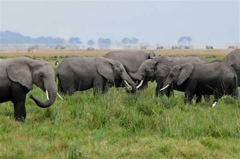 Okoa Africa Tours Africa Tour Wildlife Safari Tours