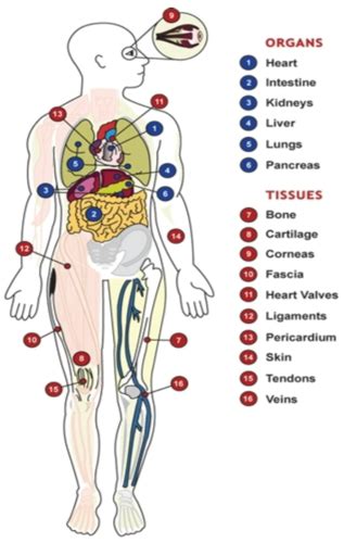 Immunology Exam 4 Flashcards Quizlet