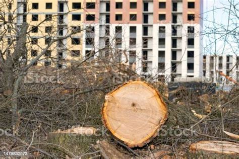 다층 주거용 건물과 고속도로 건설을위한 참나무가있는 골목 벌채 건설중인 다층 건물의 배경에 톱질 한 나무 클로즈업 0명에 대한 스톡 사진 및 기타 이미지 Istock