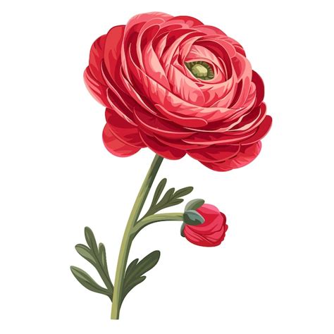 Premium Vector Ranunculus Flowers
