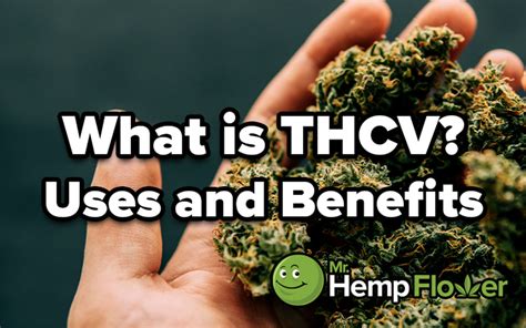 Thcv Benefits Side Effects And Legal Status