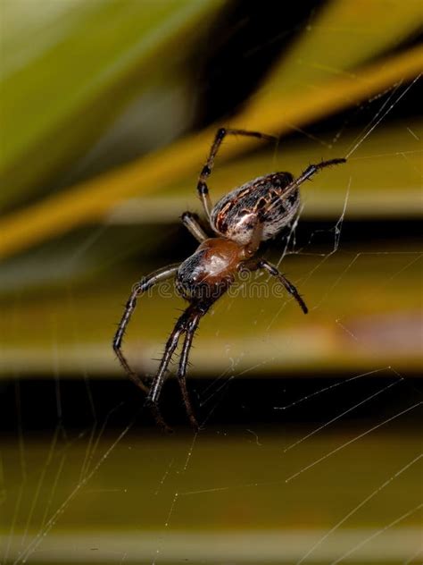 Classic Orbweaver Stock Image Image Of Entelegyne Detail 195706165