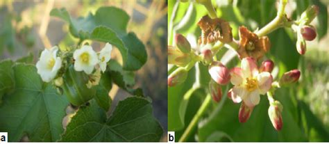 Figure 1 From Pollen Viability And Germination In Jatropha Ribifolia
