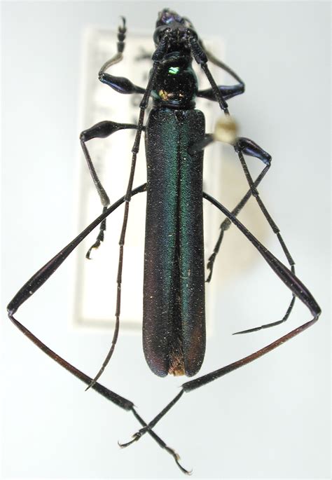 Cerambycidae Species Details