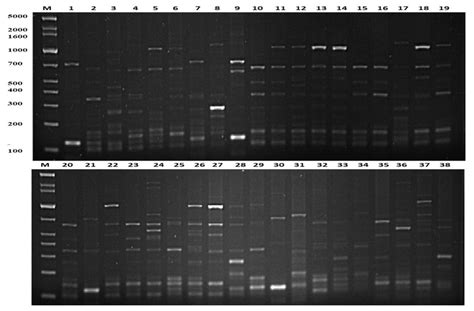 Sociodemographic Distributions And Molecular Characterization Of
