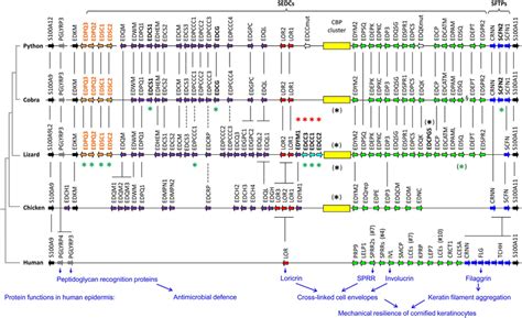 Organization Of The Epidermal Differentiation Complex Edc In The