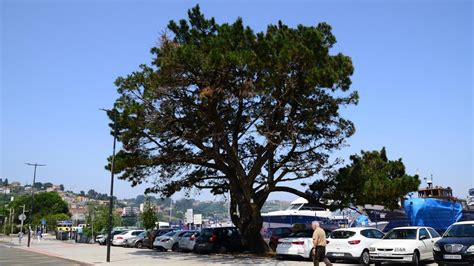 تواجه منطقة غاليسيا فائضًا محتملًا من الصنوبر بسبب الأمراض الفطرية