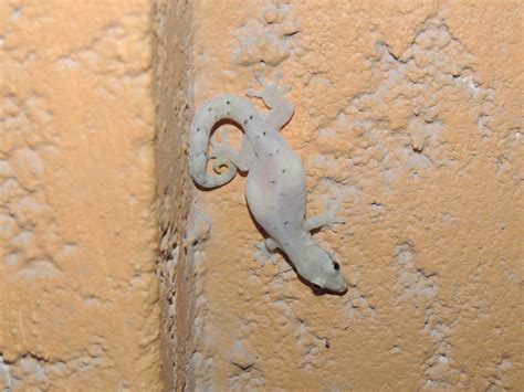 Mourning Gecko Care Guide Overview Artofit