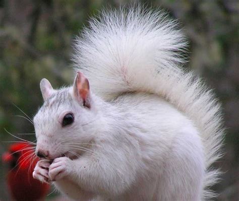 What Is A White Squirrel And Where Did They Come From White Squirrel