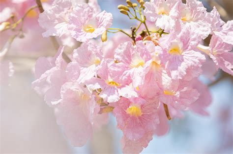 약간 흐리게 전경 선택적 초점 태국에서 Tabebuia 아 꽃 핑크 트럼펫 트리 촘 푸 판 팁의 닫습니다 개화기에 대한 스톡