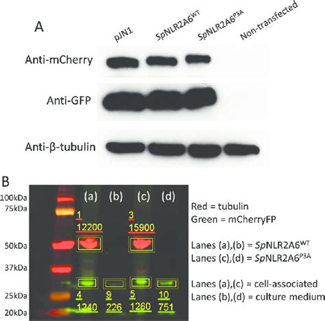 Analyses Of Cellularsecreted Protein A Western Blots From