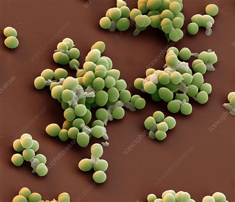 Enterococcus Faecalis Bacteria Sem Stock Image C0115058 Science
