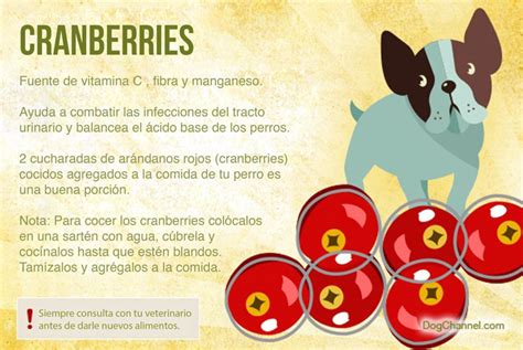 Frutas Que Puedes Compartir Con Tu Perro