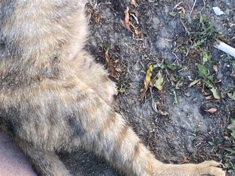 Cat Abscess Treatment What To Expect With Pictures