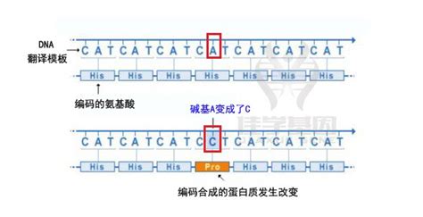 佳学基因 基因检测图解 基因突变的类型有哪些 佳学基因官网基因检测 基因解码 基因矫正 4001601189