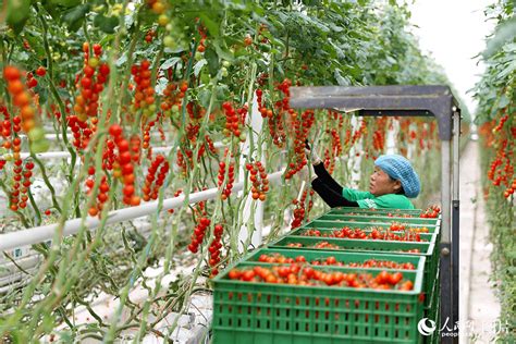 央媒看莱西 人民网——山东莱西：农业走出“科技范”设施发展智能
