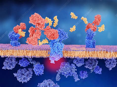 Migraine Therapy And Cgrp Receptor Illustration Stock Image F0230934 Science Photo Library