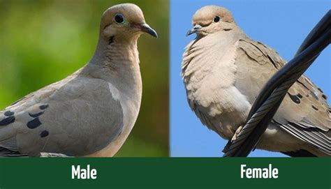 Mourning Dove Male Vs Female How To Tell The Difference Optics Mag