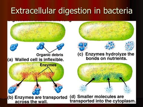 Bohomolets Microbiology Lecture 2