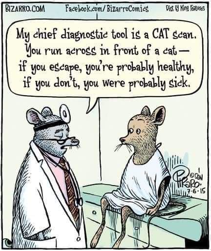 Cat Scan Always Works Rpuns
