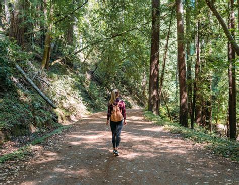 15 Amazing Redwood Hikes Near Santa Cruz California Wanderland