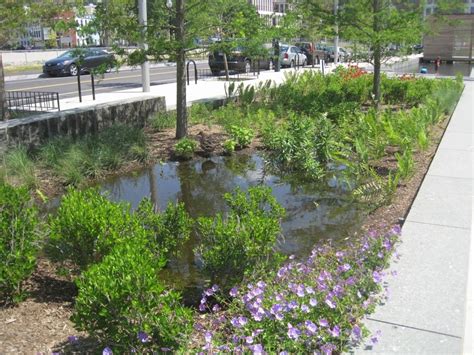 How To Build A Rain Garden Earthwatch