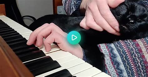 Piano Cat 20 Album On Imgur