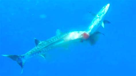 Barracuda Attacks On Humans