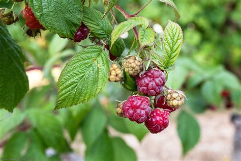 Four Photographs From The Backyard