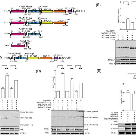 Senps Up Regulated Dapk1 Protein Levels Via The 1 364 Kinase Domain