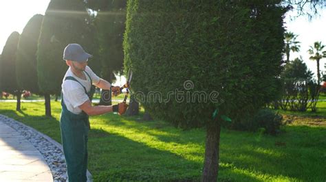 A Male Gardener Cuts Park Thuja Trees With Garden Scissors Stock
