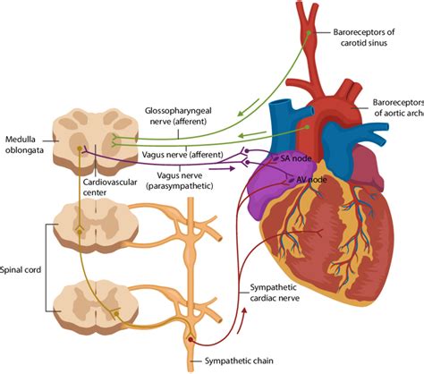 Schematic Of The Baroreceptor Reflex Pressure Receptors In The Carotid