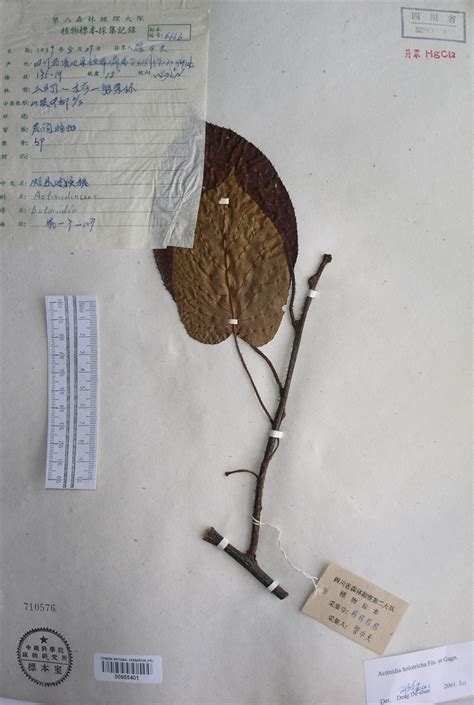 全毛猕猴桃图册360百科