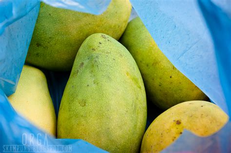 Skampung Harumanis Perlis